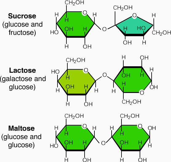 Disaccharides html 05 disaccharides gif